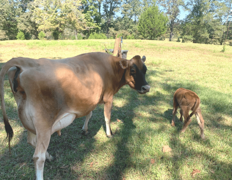 Farm Life: Baby Calf is Born! - Rivers Family Farm