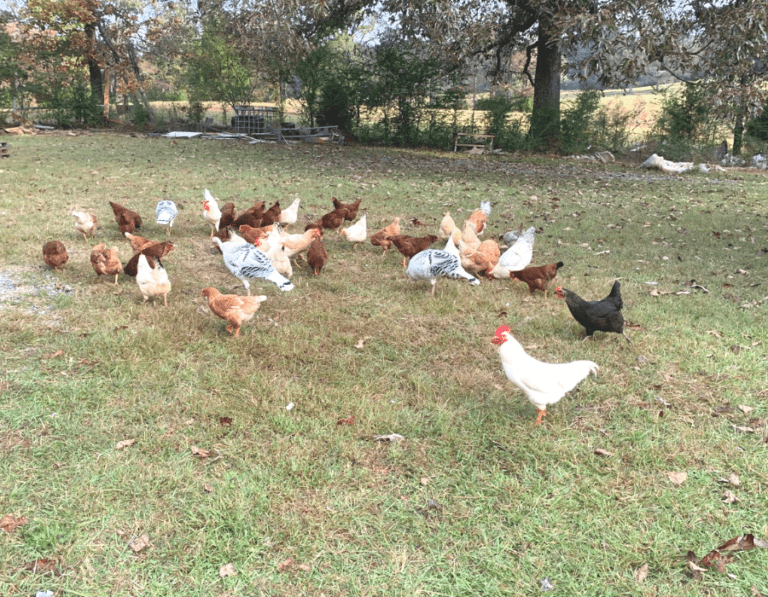 How to Raise Chickens for Cheap! - Rivers Family Farm
