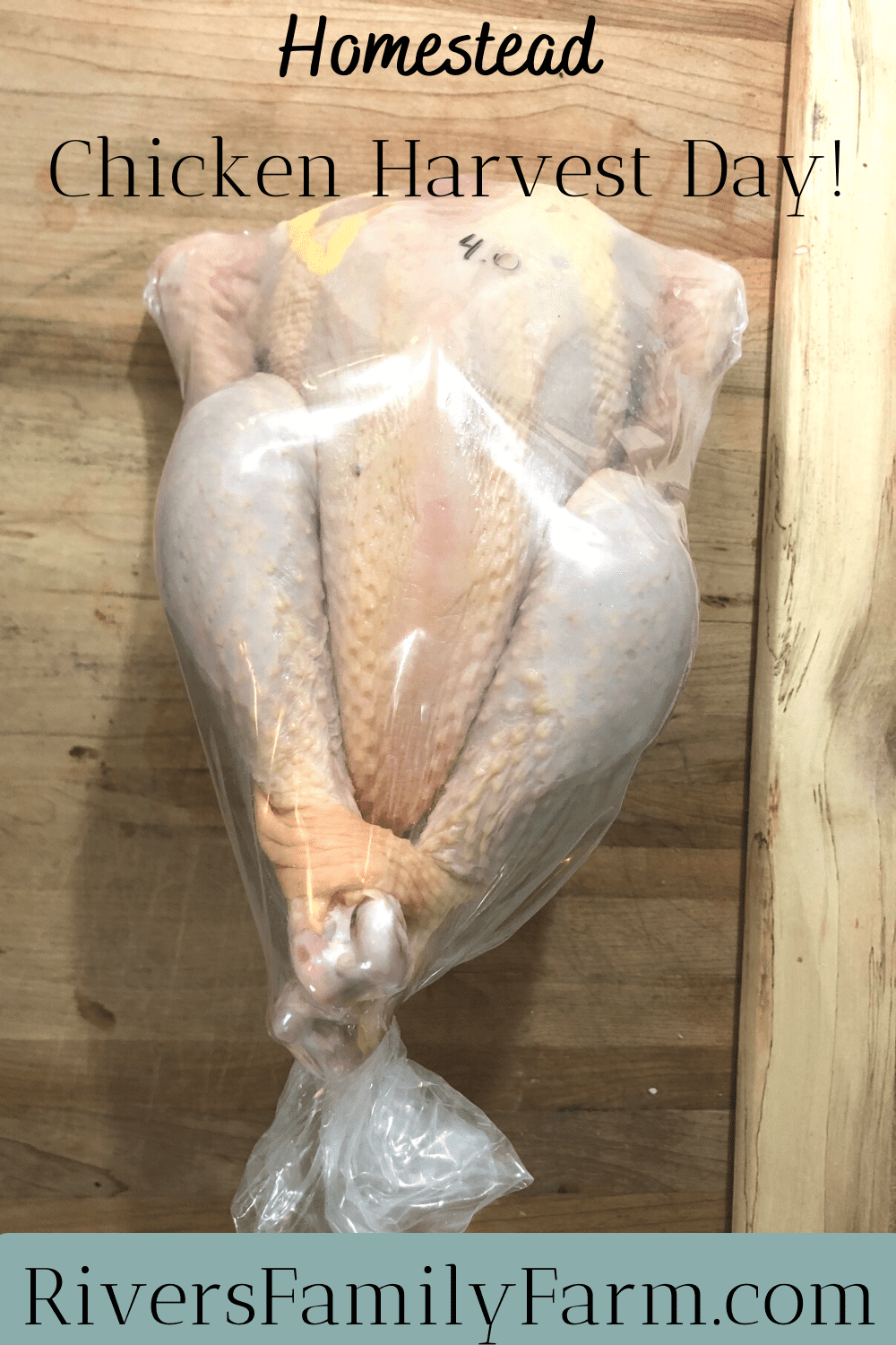 It's a Homestead Chicken Harvest Day! (Part 1) - Rivers Family Farm