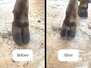 How to Trim Cow Hooves the Easy Way - Rivers Family Farm