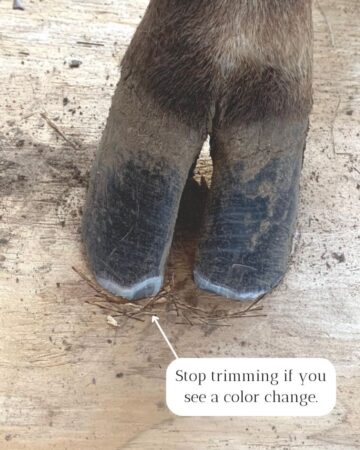 How to Trim Cow Hooves the Easy Way - Rivers Family Farm