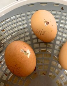 How to Hatch Eggs Using an Incubator - Rivers Family Farm