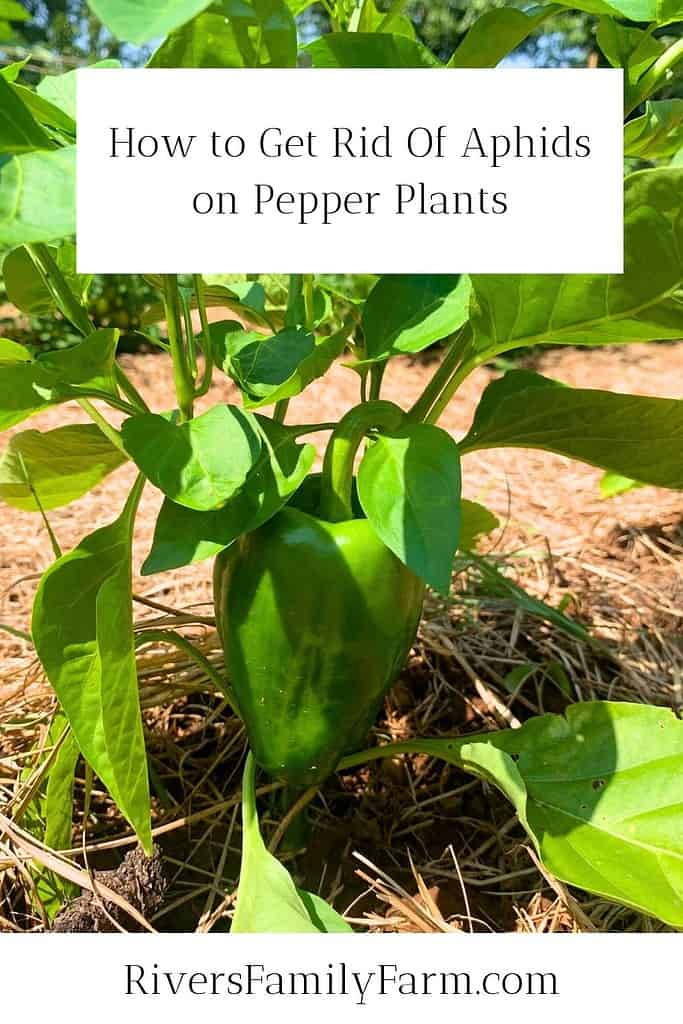 How to control and get rid of aphids on pepper plants - Rivers Family Farm