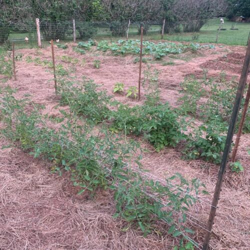 How to Trellis Tomatoes Using the Florida Weave - Rivers Family Farm