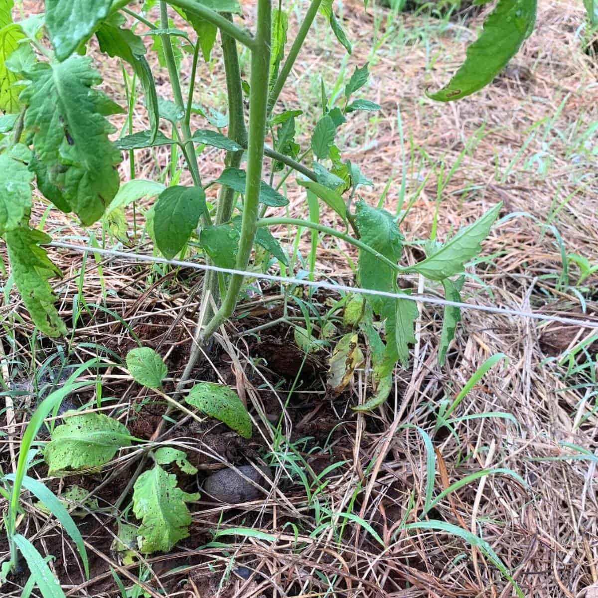 How to Trellis Tomatoes Using the Florida Weave - Rivers Family Farm