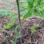 How to Trellis Tomatoes Using the Florida Weave - Rivers Family Farm