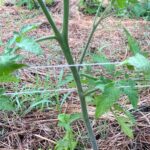 How to Trellis Tomatoes Using the Florida Weave - Rivers Family Farm