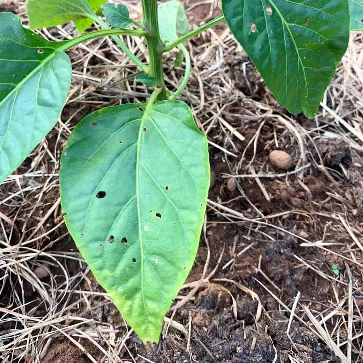 How to control and get rid of aphids on pepper plants - Rivers Family Farm