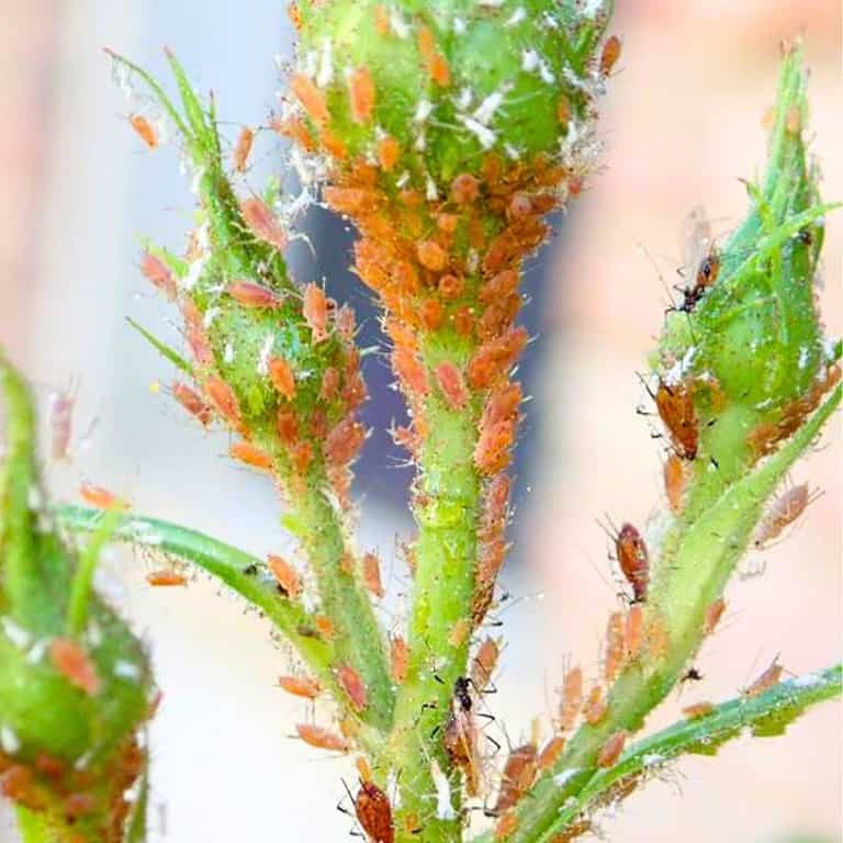 How to control and get rid of aphids on pepper plants - Rivers Family Farm