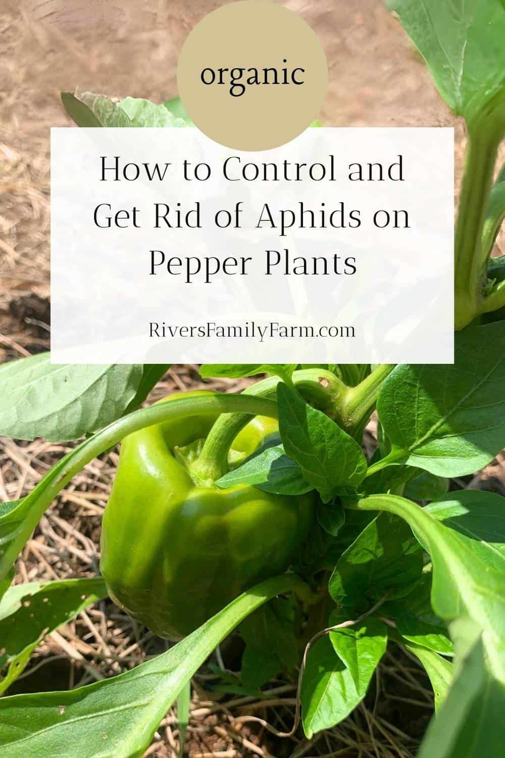 How to control and get rid of aphids on pepper plants - Rivers Family Farm