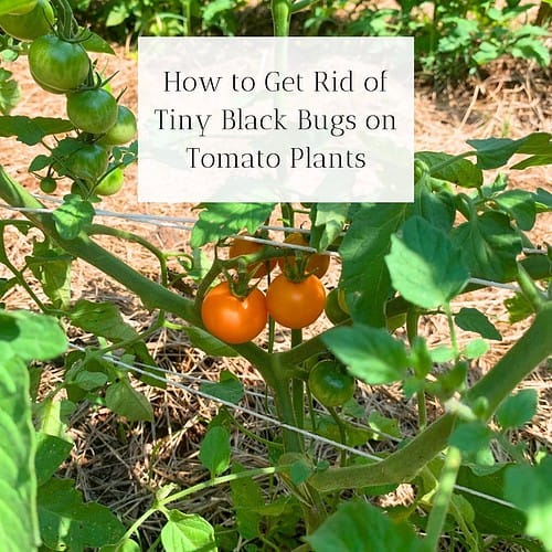 How to Get Rid of Black Bugs on Tomato Plants - Rivers Family Farm