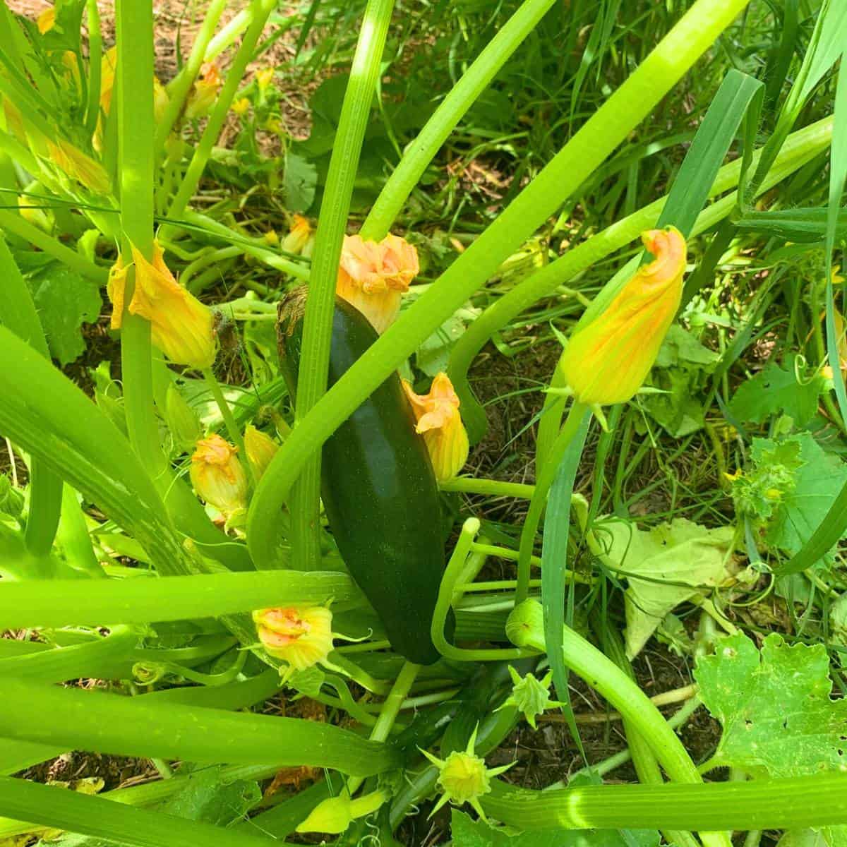 When and How to Pick Zucchini for the Best Harvest - Rivers Family Farm