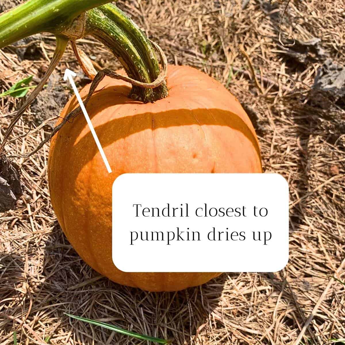 Pumpkin Plant Stages (Growing From Seed to Harvest) - Rivers Family Farm