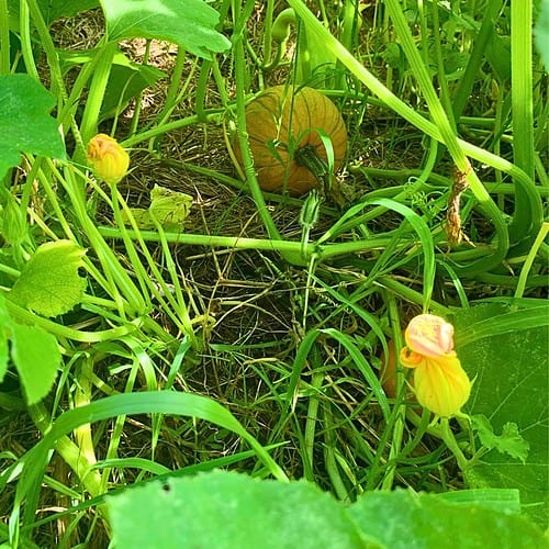 Pumpkin Plant Stages (Growing From Seed to Harvest) - Rivers Family Farm