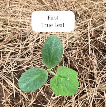 Pumpkin Plant Stages (Growing From Seed to Harvest) - Rivers Family Farm