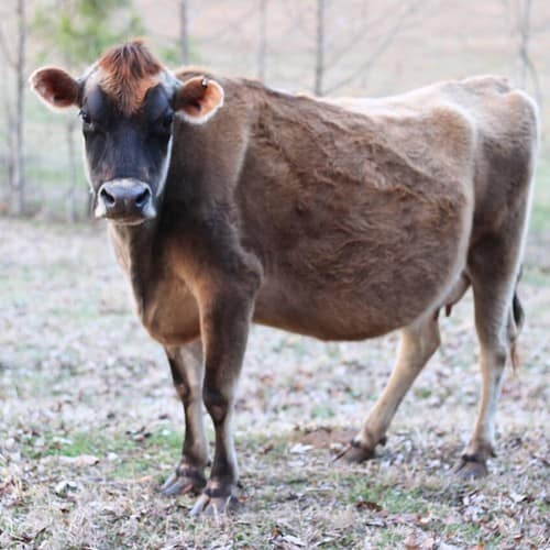 How Many Steaks Are In A Beef Cow? (Our Numbers!) - Rivers Family Farm