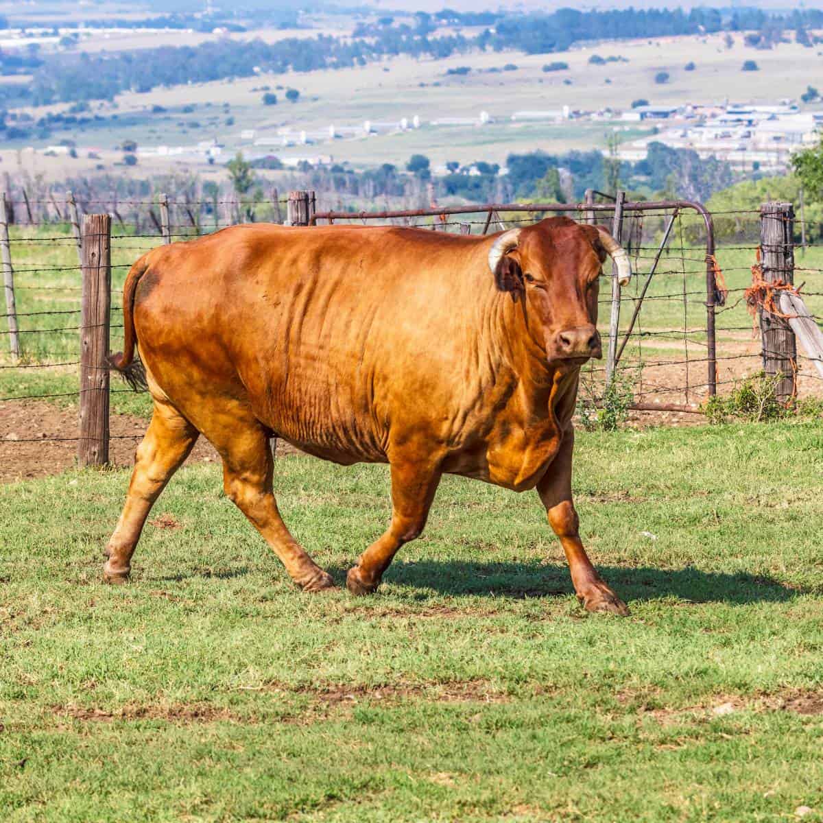 How Many Steaks Are In A Beef Cow? (Our Numbers!) - Rivers Family Farm