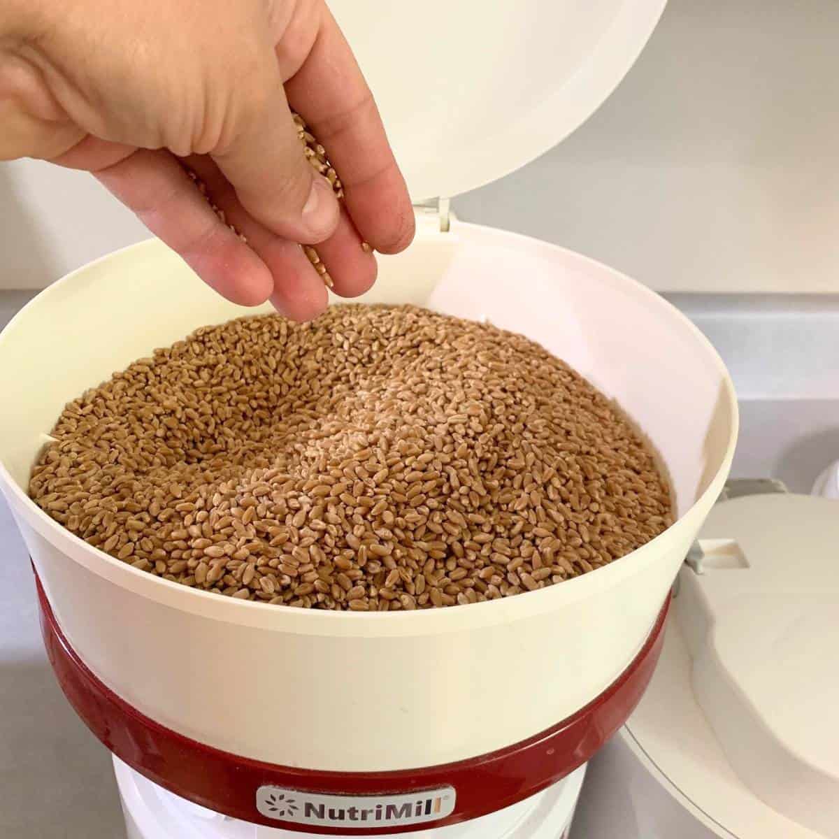 Things to Know About Freshly Milled Whole Wheat Flour - Rivers Family Farm