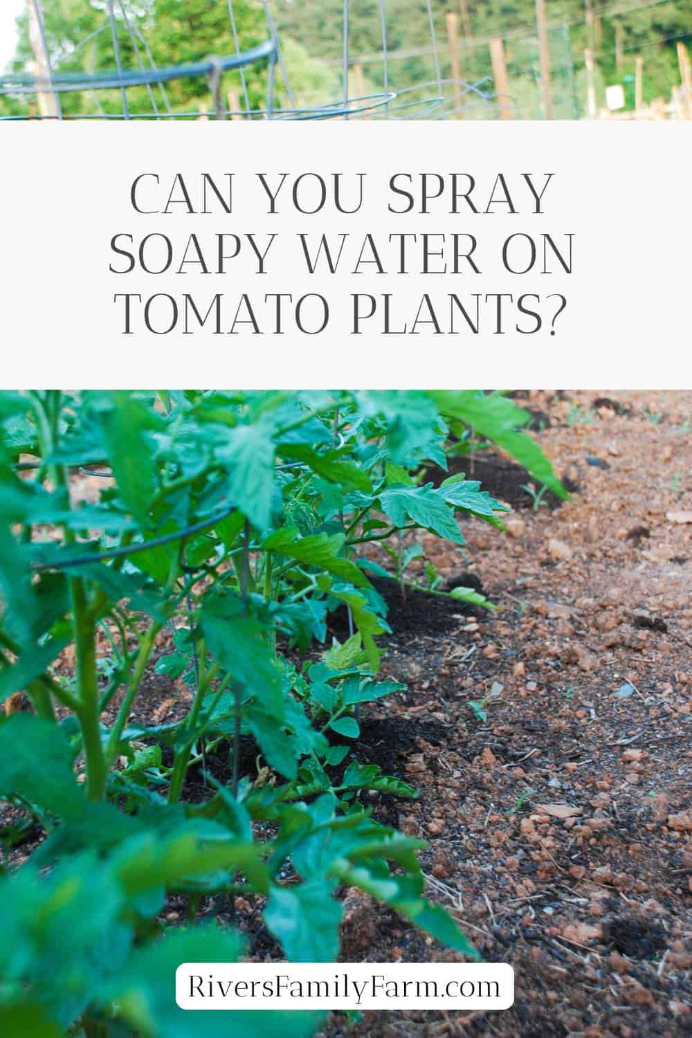 Can you spray soapy water on tomato plants? - Rivers Family Farm