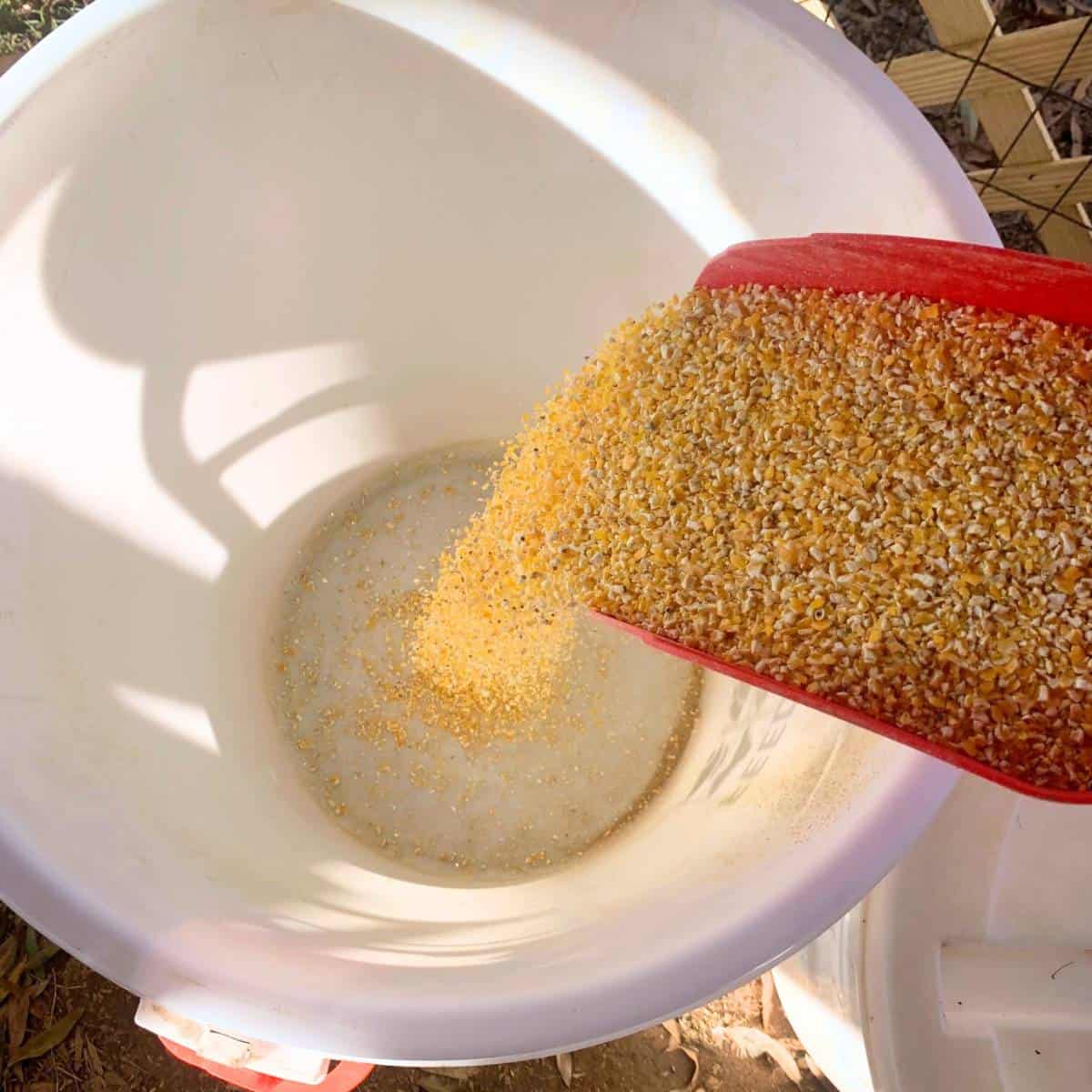 Homemade Organic Dairy Cow Feed Recipe - Rivers Family Farm