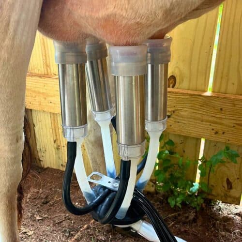 Step-by-Step: How to Clean a Milking Machine - Rivers Family Farm