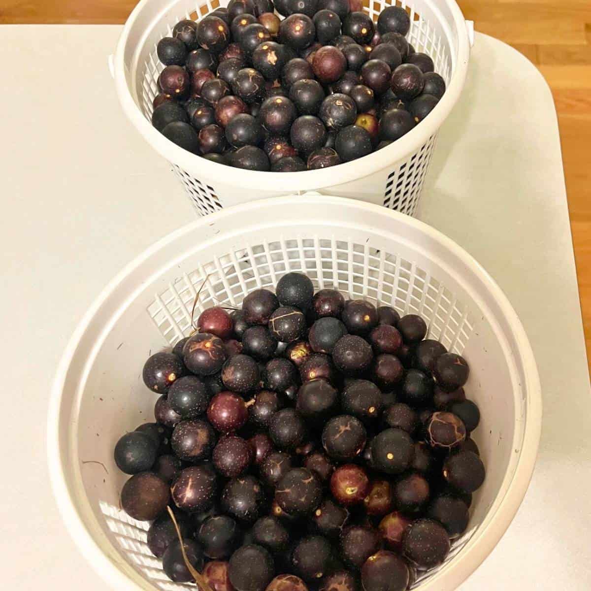 Homemade Muscadine Jelly Recipe: A Southern Delight - Rivers Family Farm