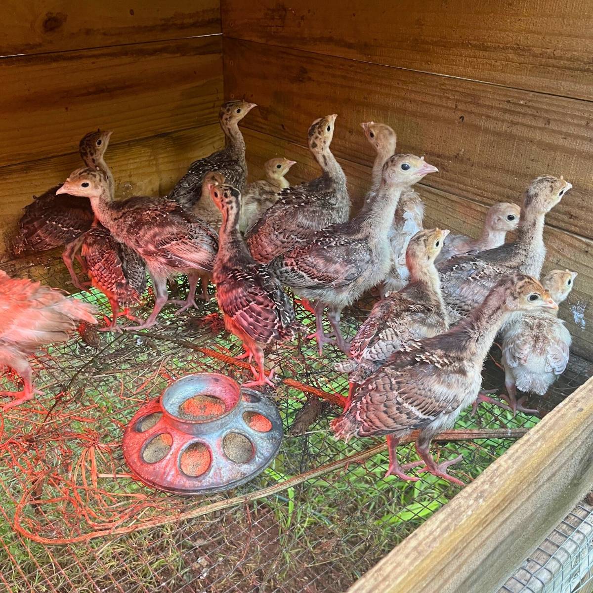 Can Turkeys and Chickens Live Together? Raising Tips - Rivers Family Farm