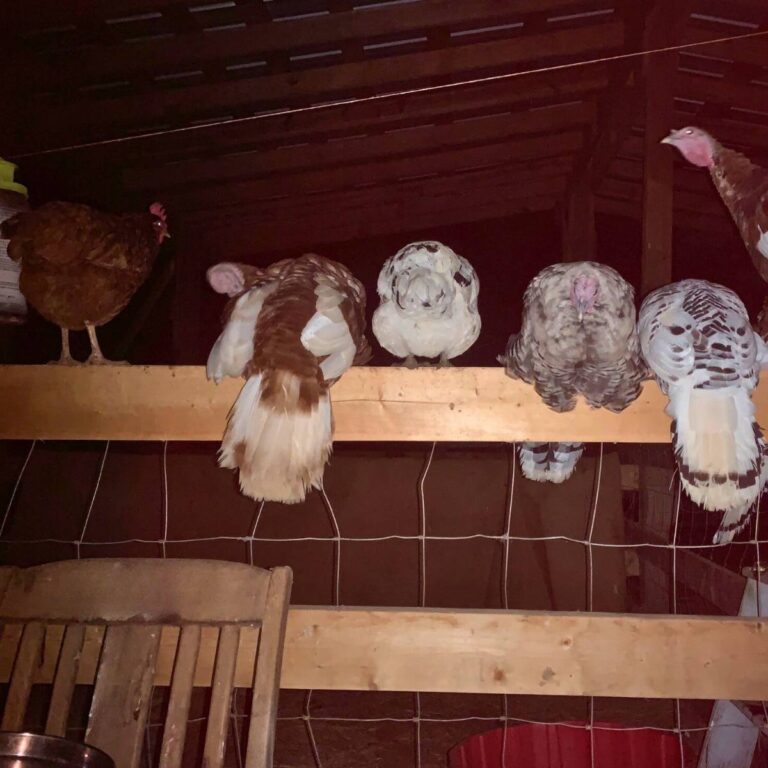 Can Turkeys and Chickens Live Together? Raising Tips - Rivers Family Farm